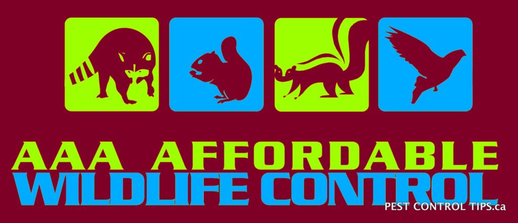 Wildlife Control Logo Wildlife Logo by Anshuman Dhar on Dribbble