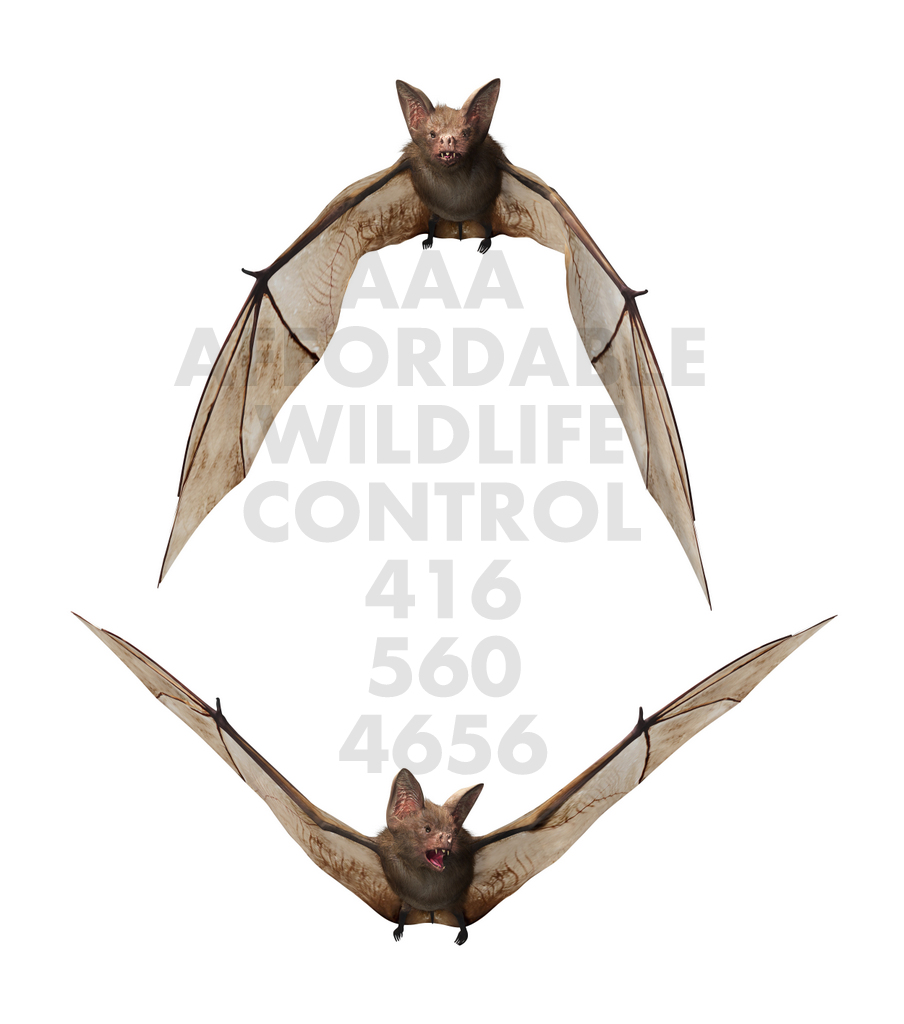 BATS | Bat Control