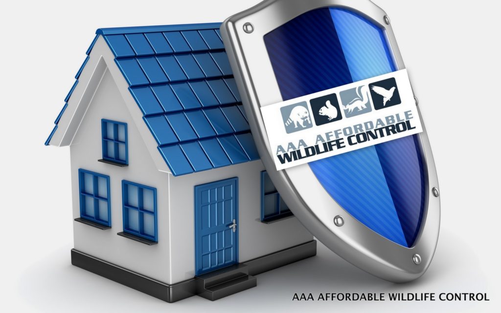 Wildlife Control Company Logo, AAA Affordable Wildlife Control Wildlife ...