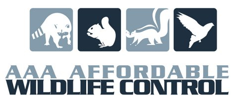 WILDLIFE CONTROL - AAA Affordable Wildlife Control in Toronto (416)-560 ...