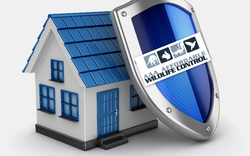 WILDLIFE CONTROL - AAA Affordable Wildlife Control in Toronto (416)-560 ...