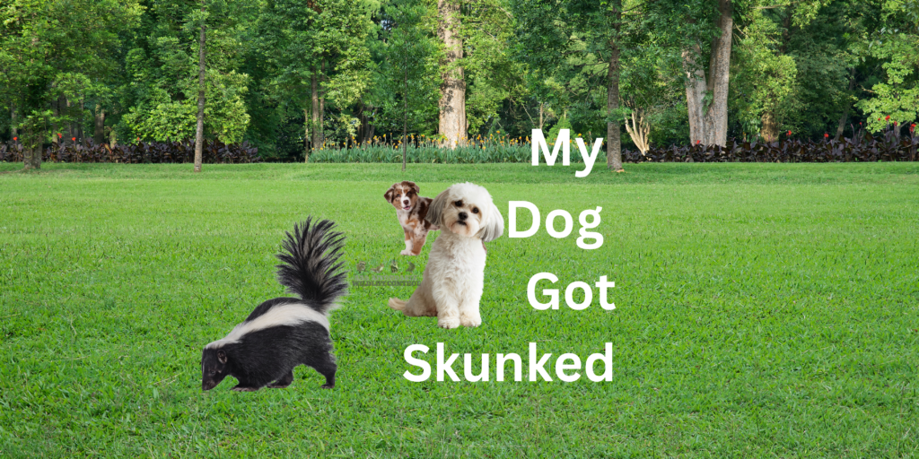 How To Repel Skunks Effectively